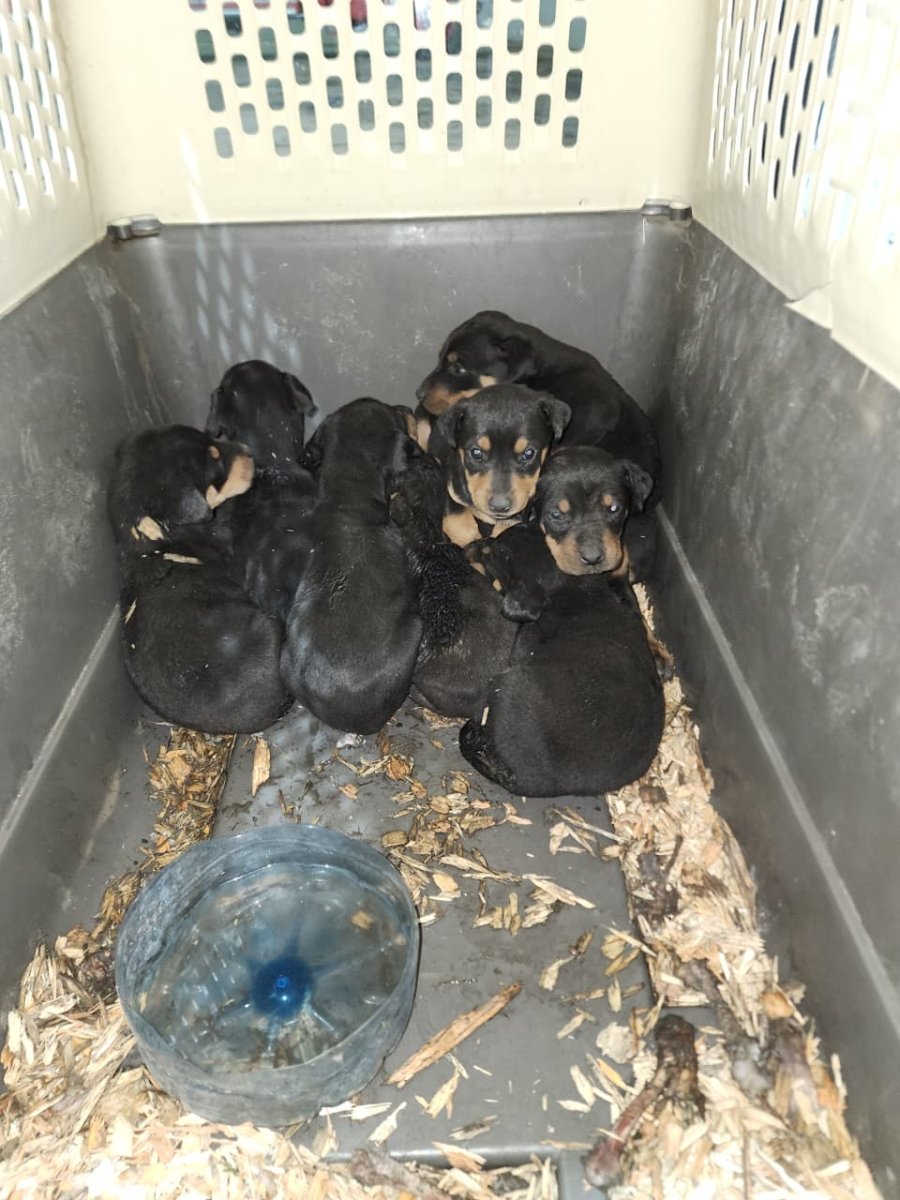 Bomberos de la Base Cuauhtémoc rescatan a nueve cachorros durante ...